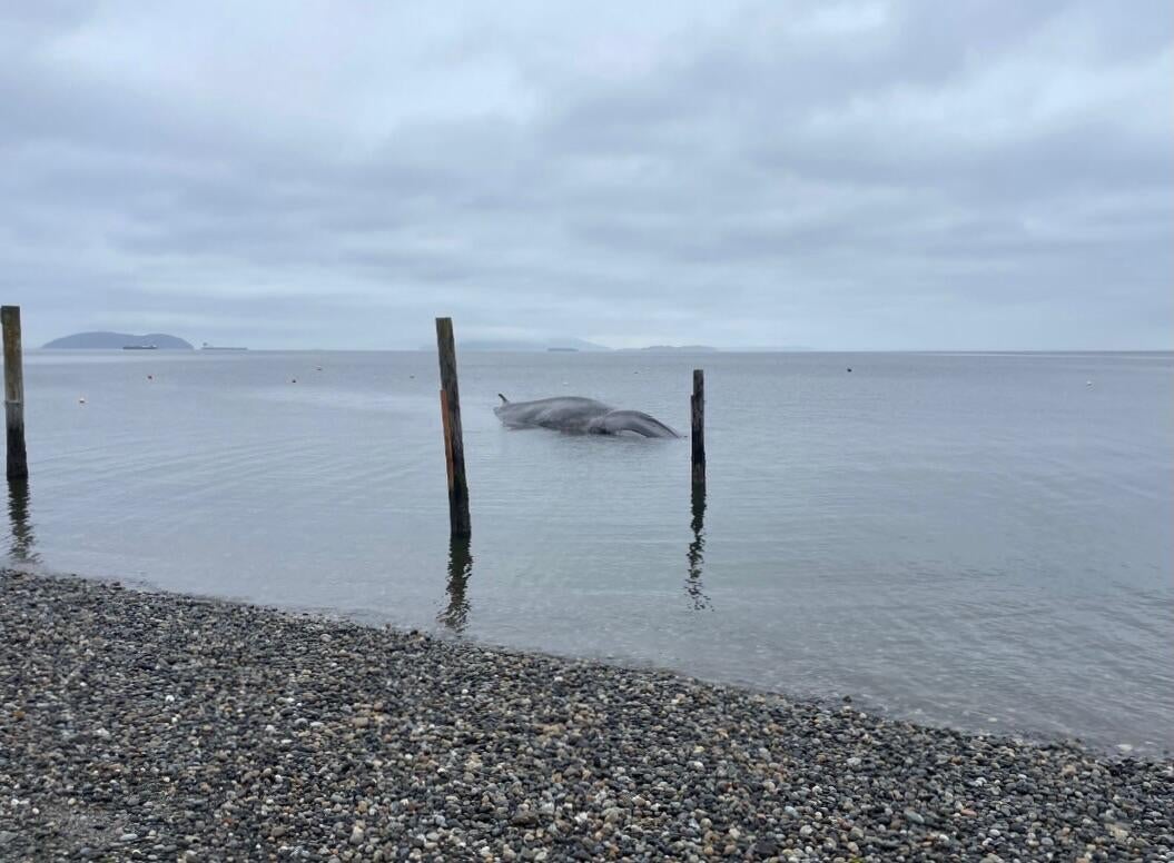 40-ton whale dies amid wave of strandings off Washington state | WGHN