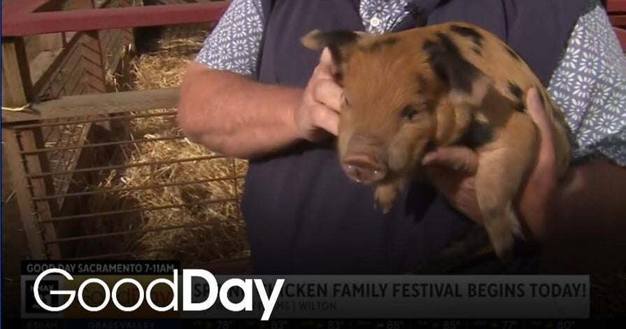 3rd annual 'Spring Chicken Family Festival' at Fog Willow Farms! - Good ...