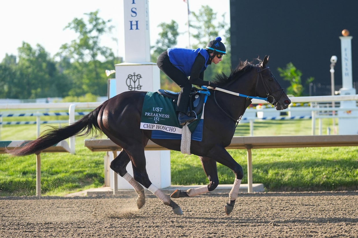 Meet The Preakness Stakes Horses Running In The 2026 Race Cbs News