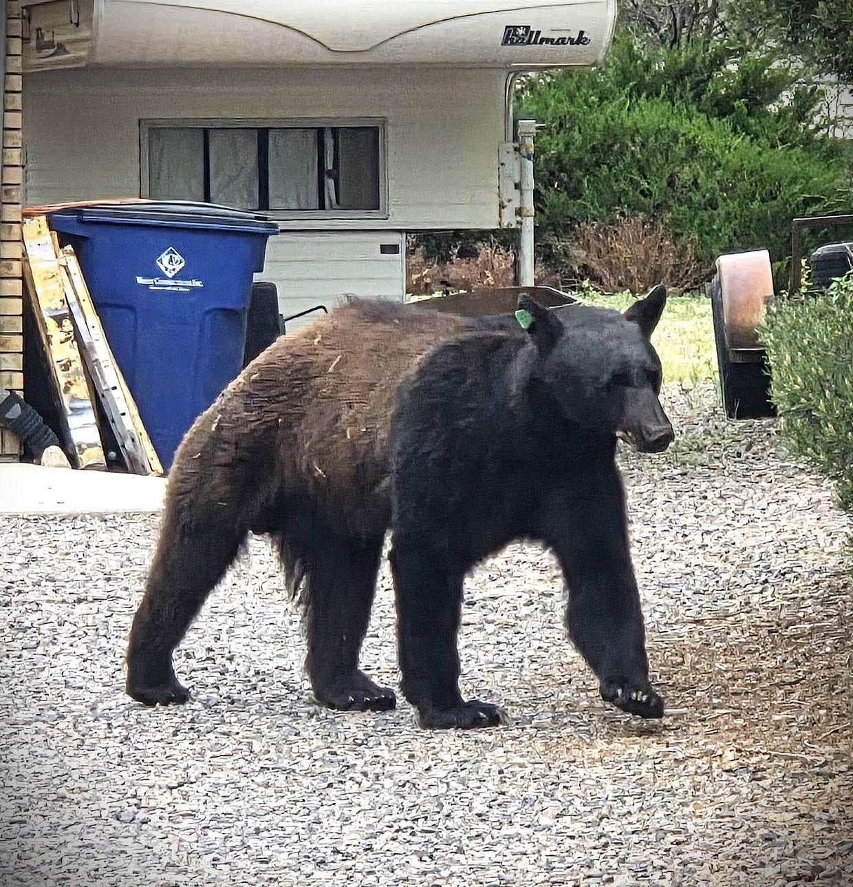 Colorado drought blamed for increase in bear sightings around Arvada ...