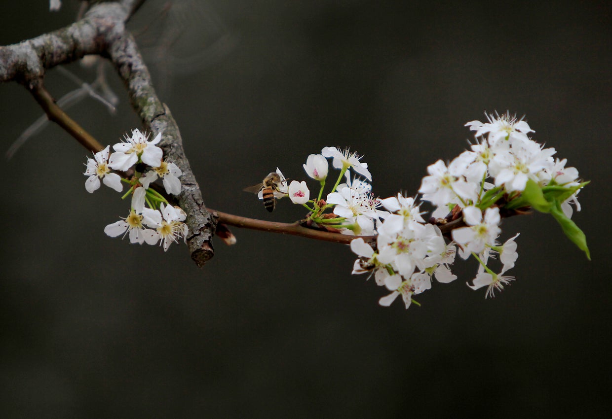 Michigan adds Callery pear tree, 5 other plants to restricted or ...