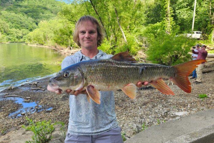 Man catches 71-pound blue catfish, breaking West Virginia record - CBS ...