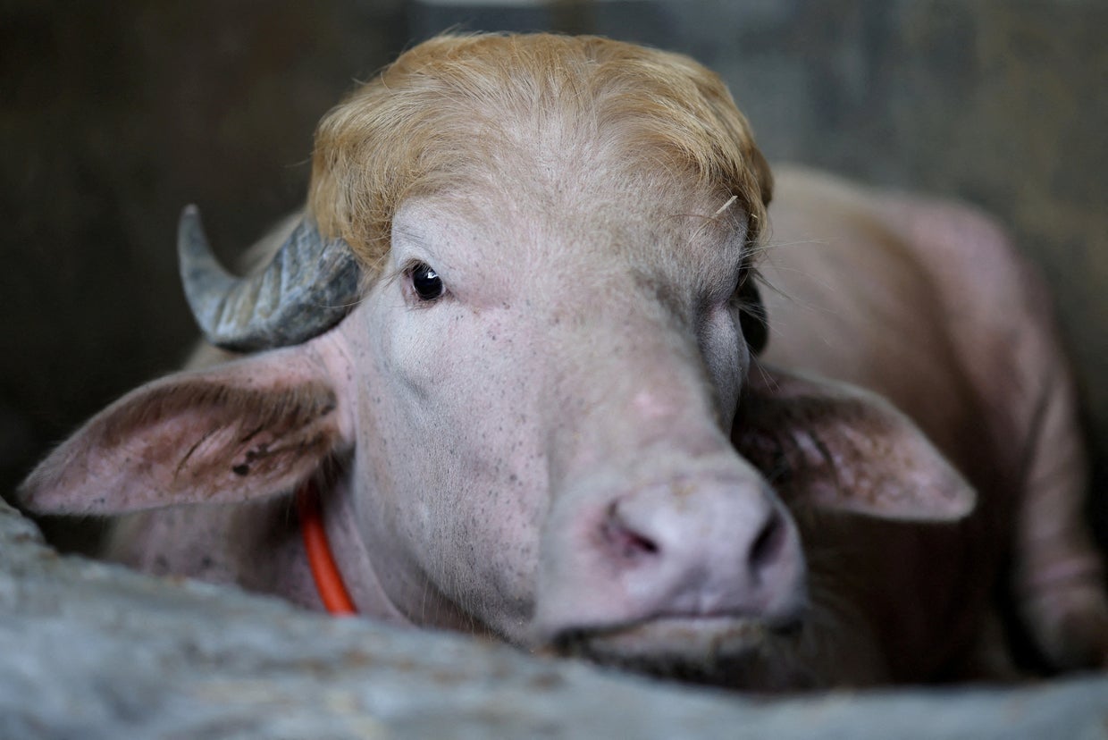 “Donald Trump” the buffalo spared from sacrifice in Bangladesh | WGHN
