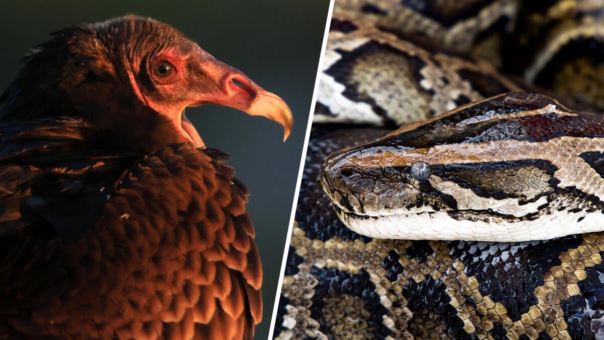 Burmese Python news - Today’s latest updates - CBS News