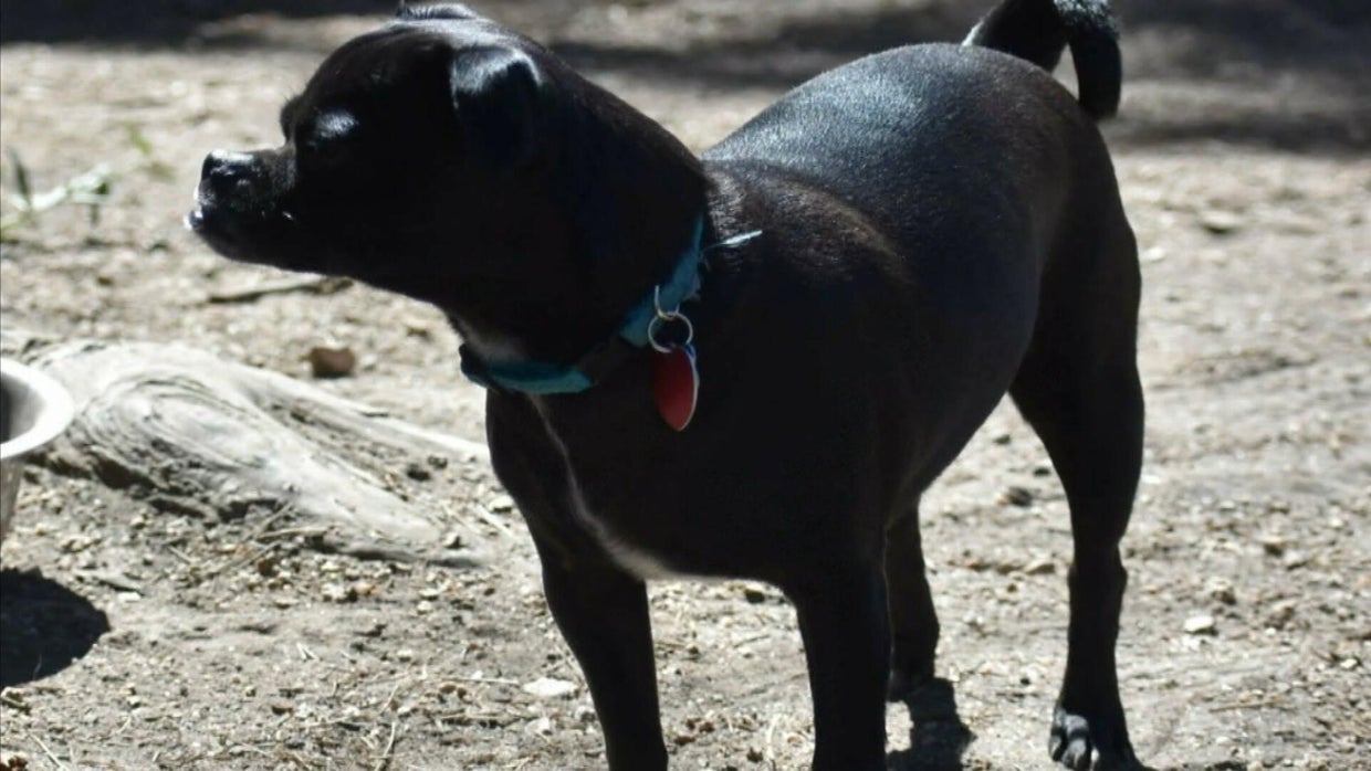 After off-leash dog kills another dog, Colorado family encourages pet ...