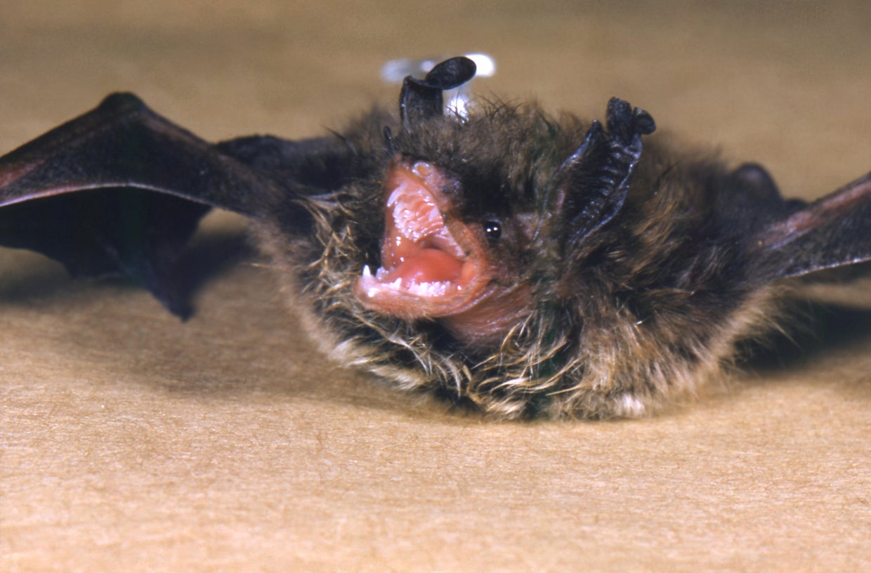 Bat found in Irvine Regional Park tests positive for rabies - CBS Los ...