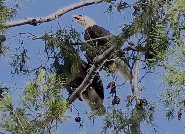 Bald eagles spotted nesting in Los Angeles County - CBS Los Angeles