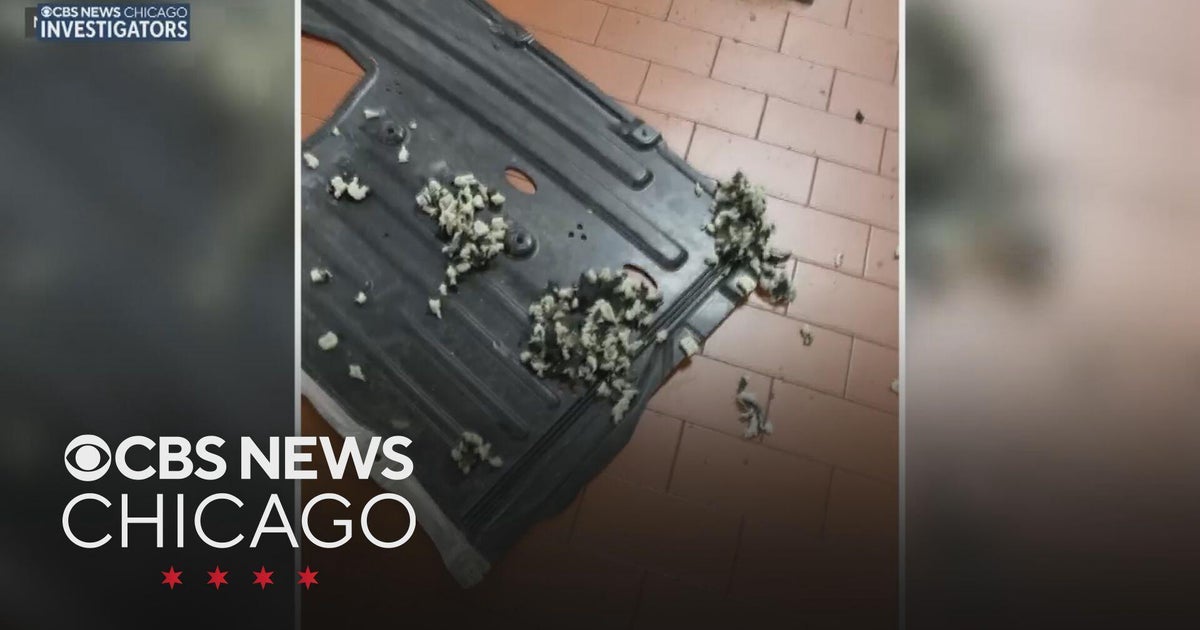 Suburban man says squirrels after plant-based parts caused $30K in ...