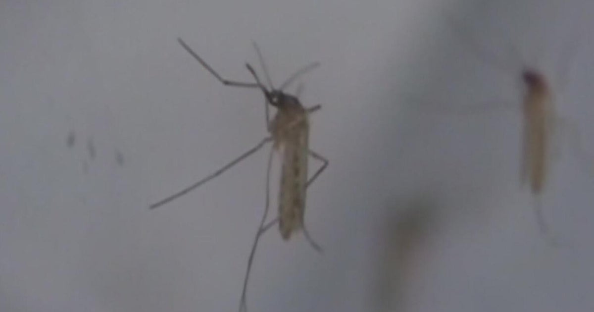 Google wants to fight mosquitoes with more mosquitoes - CBS Texas