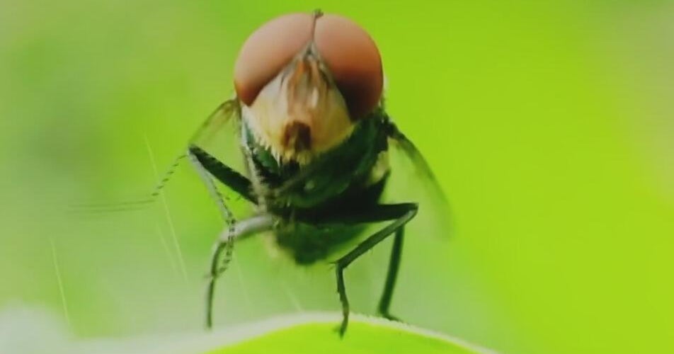 Flesh-eating New World screwworm found in Texas calf, USDA says - CBS Texas