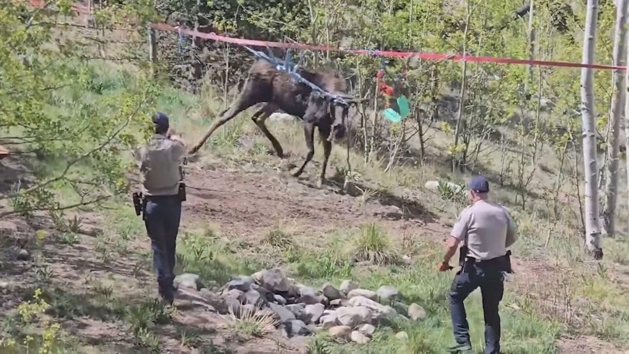 Moose storms Colorado wildlife officers moments after being freed from ...