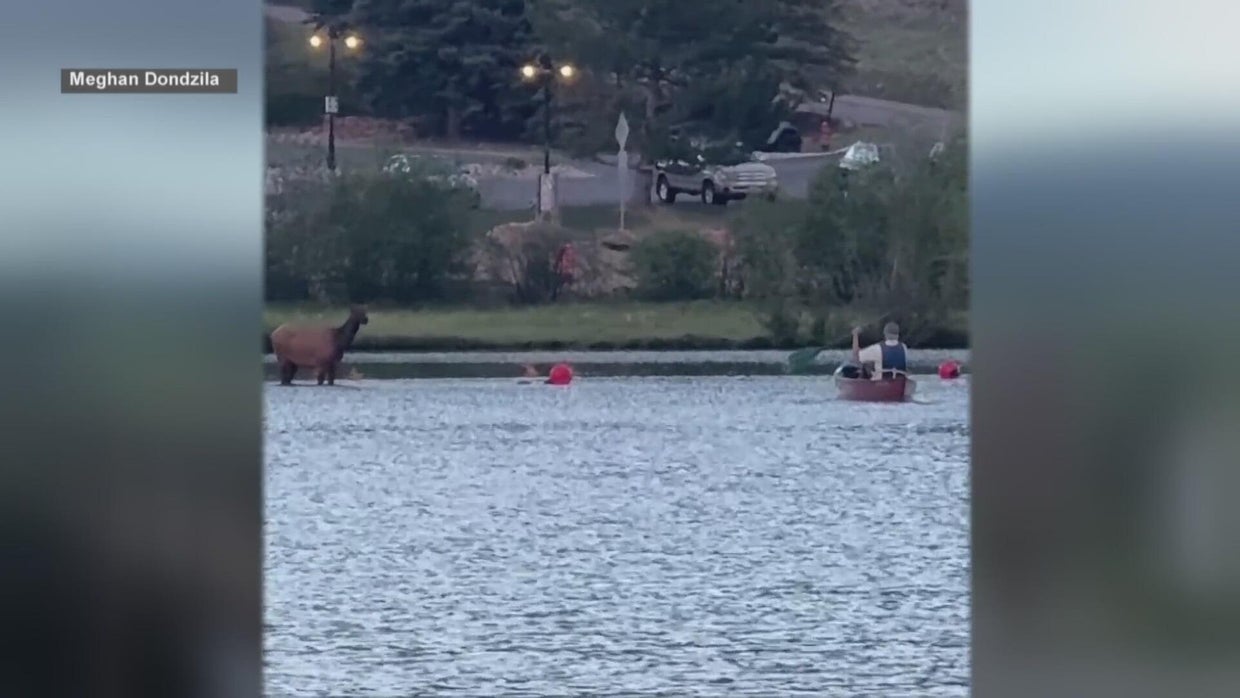 Elk calf in trouble rescued from Evergreen Lake in Colorado - CBS Colorado