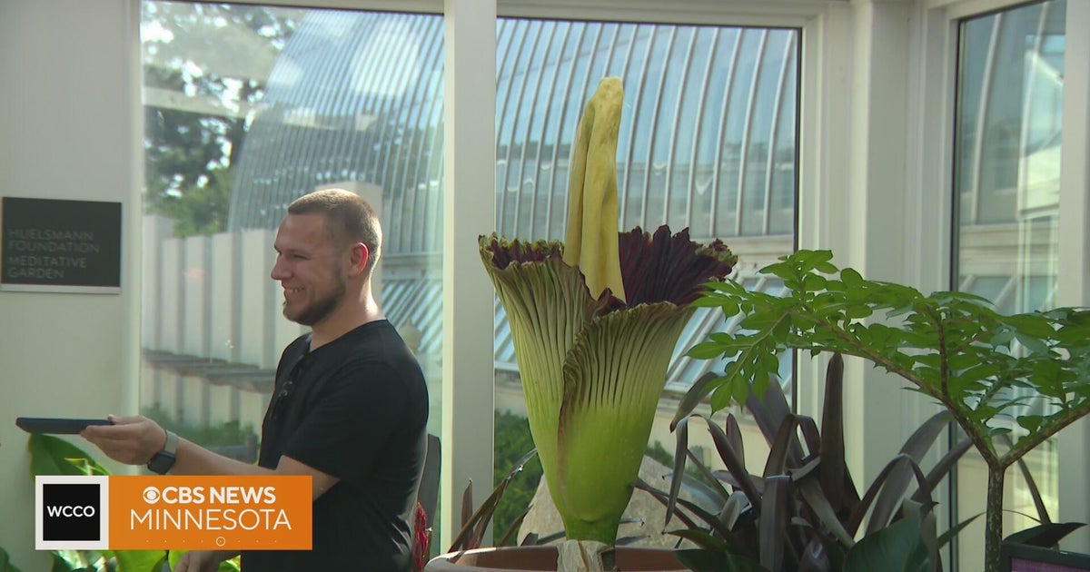 Corpse flower in bloom at St. Paul's Como Zoo, and more headlines - CBS ...