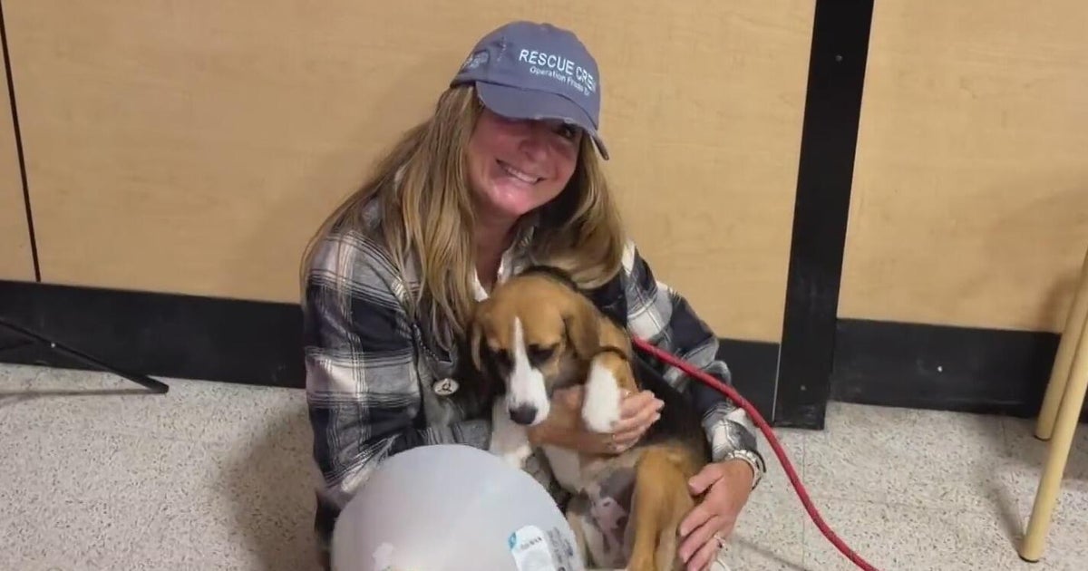 Operation Frodo makes cross country trek to save dogs - CBS Detroit