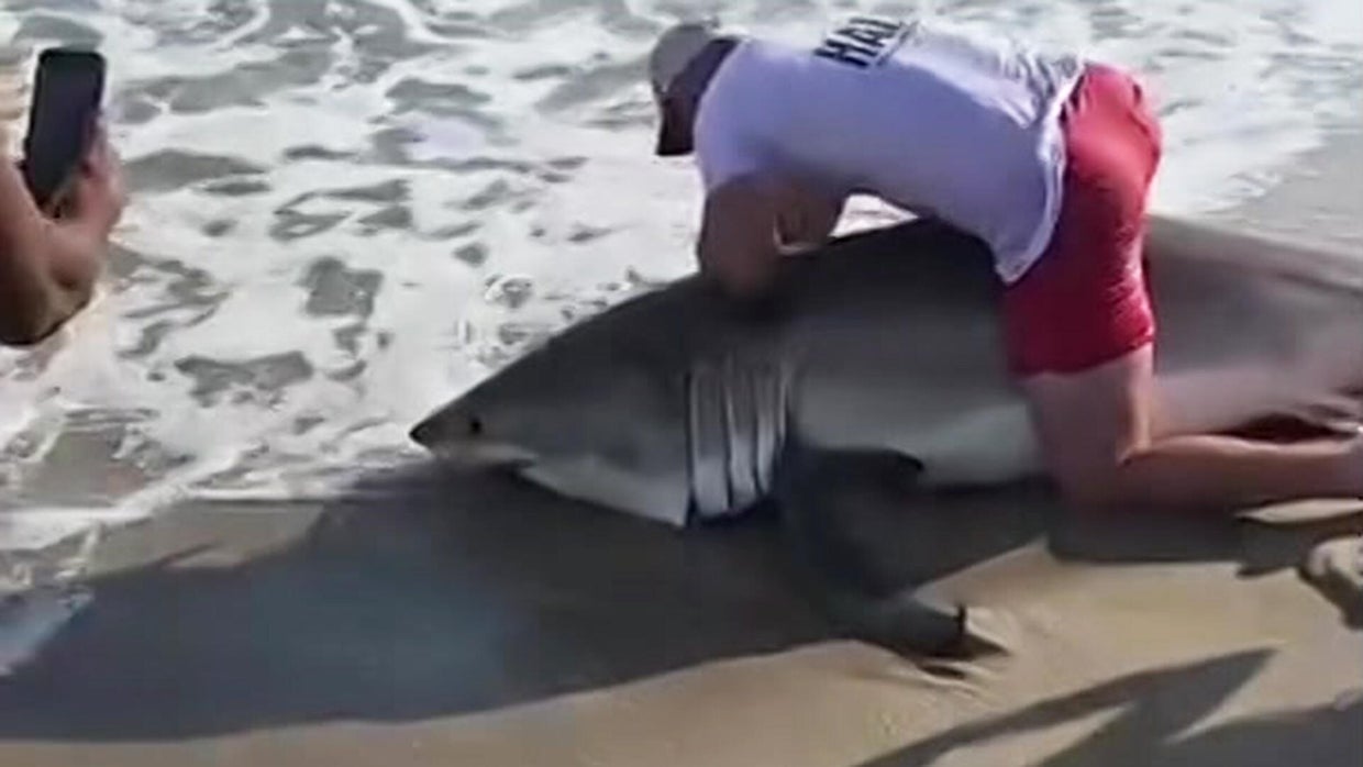 Video shows Nantucket fisherman reel in great white shark: "It was just ...