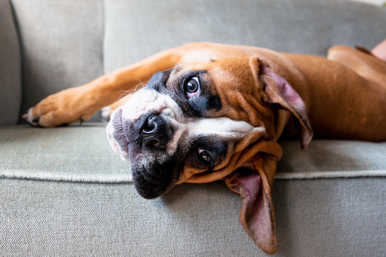 Should you delay veterinary care because of cost? - CBS News