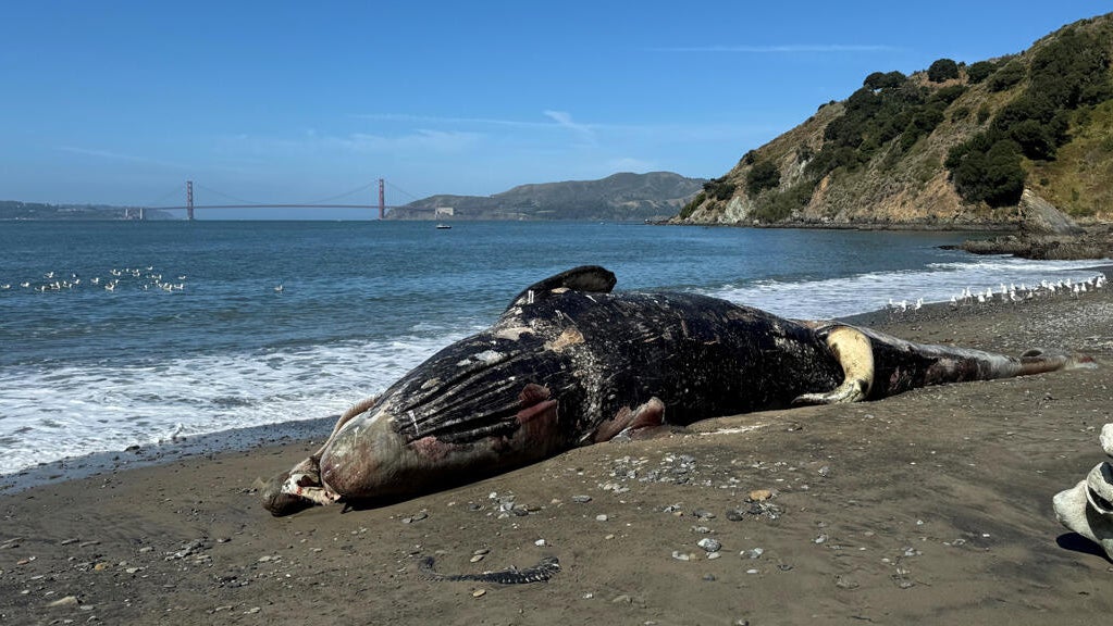 Gray whale found dead near Pier 80 in San Francisco, vessel strike ...