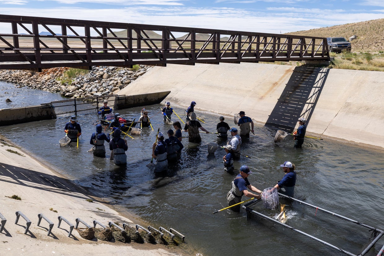 Colorado Parks and Wildlife salvages over 1,000 trout as Denver Water ...