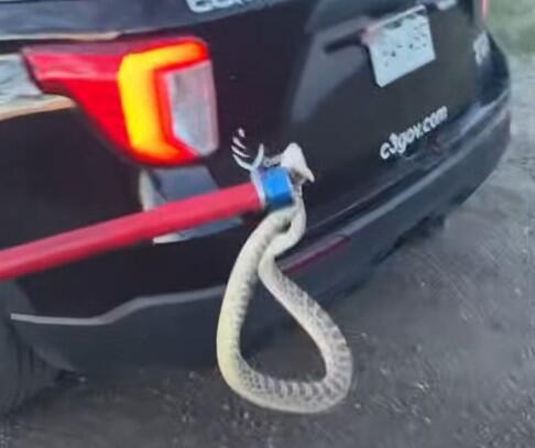 Colorado officers help capture, release rattlesnake discovered near ...