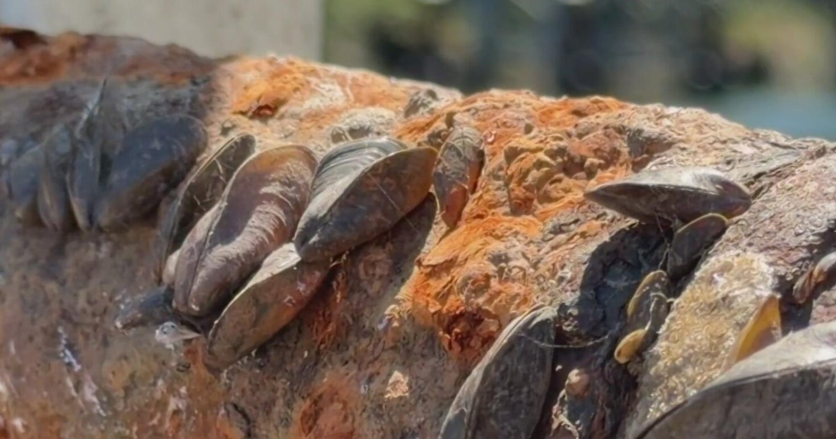 San Joaquin County leaders, locals ask for help as invasive golden ...