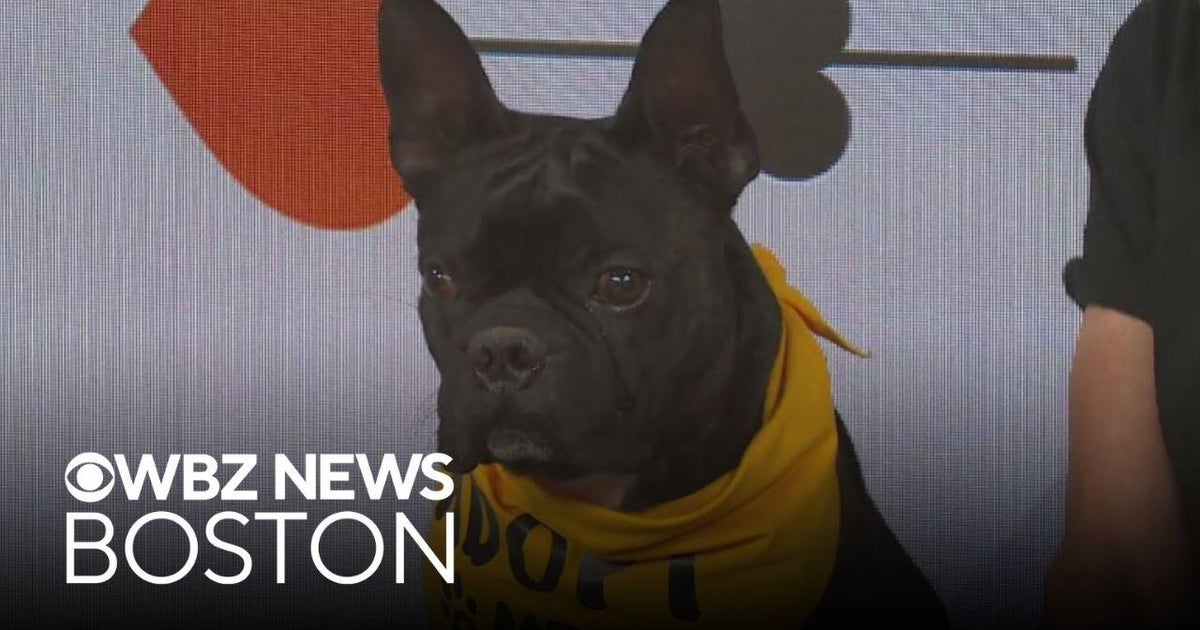 French bulldog and Boston terrier mix named Mr. Tubs up for adoption ...