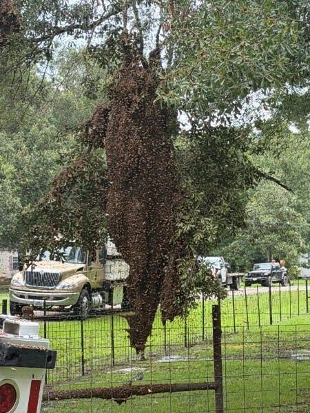 Millions of bees get loose after truck carrying 400 hives crashes in ...