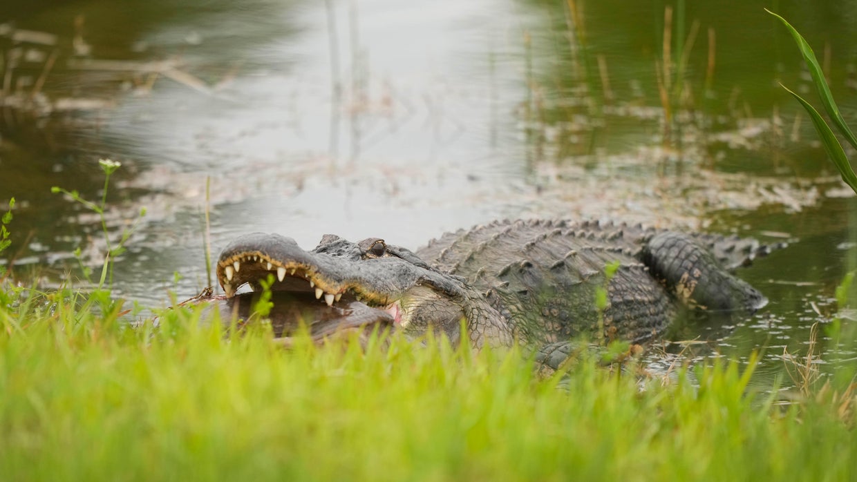911 calls capture frantic moments after 13-foot alligator fatally ...
